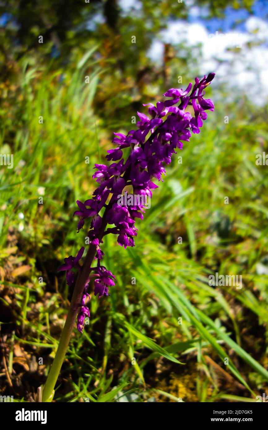 Early Purple Orchid (Orchis mascula) isolated on a Devon bank with a ...