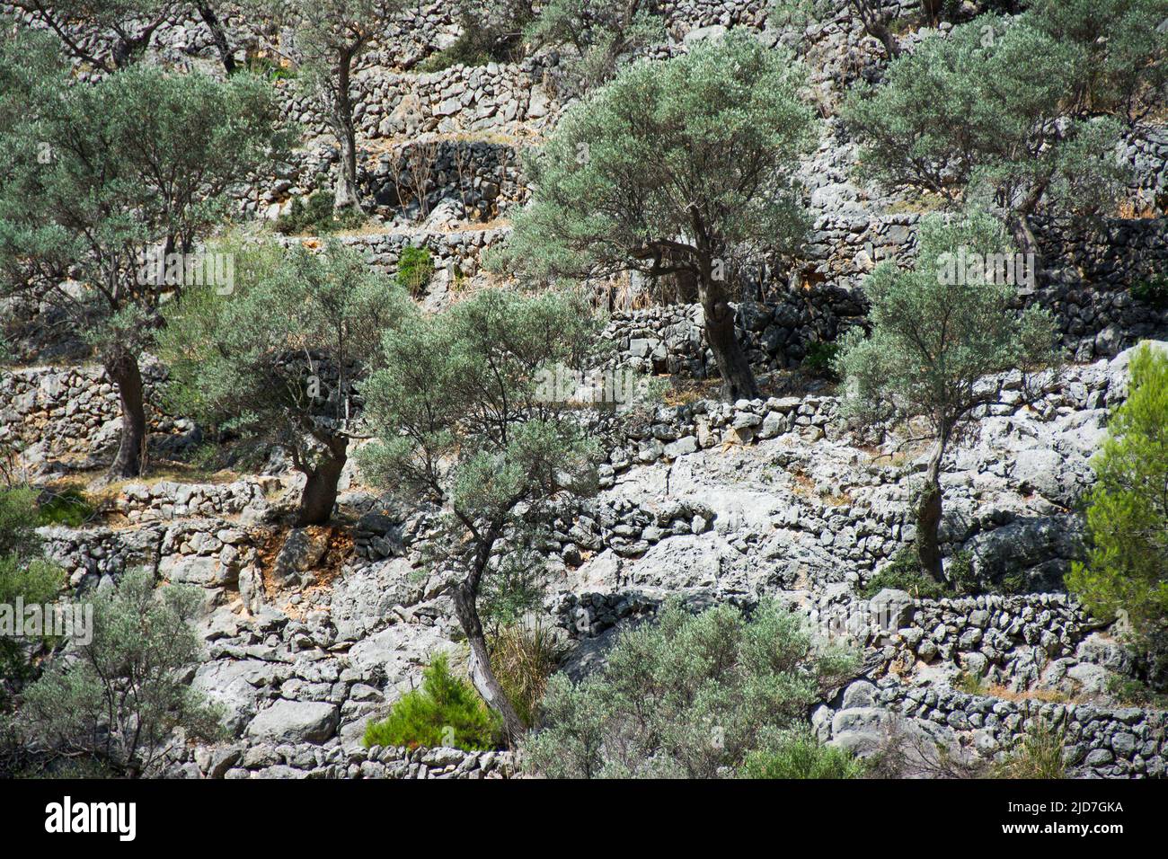 Olive trees among the rocks, method of terracing with dry stone walls ...
