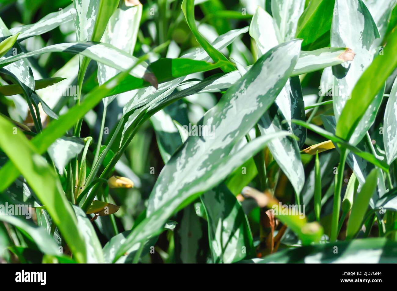 Aglaonema sp,Udomsap,Chinese Evergreen, ARACEAE or Aglaonema plant ...