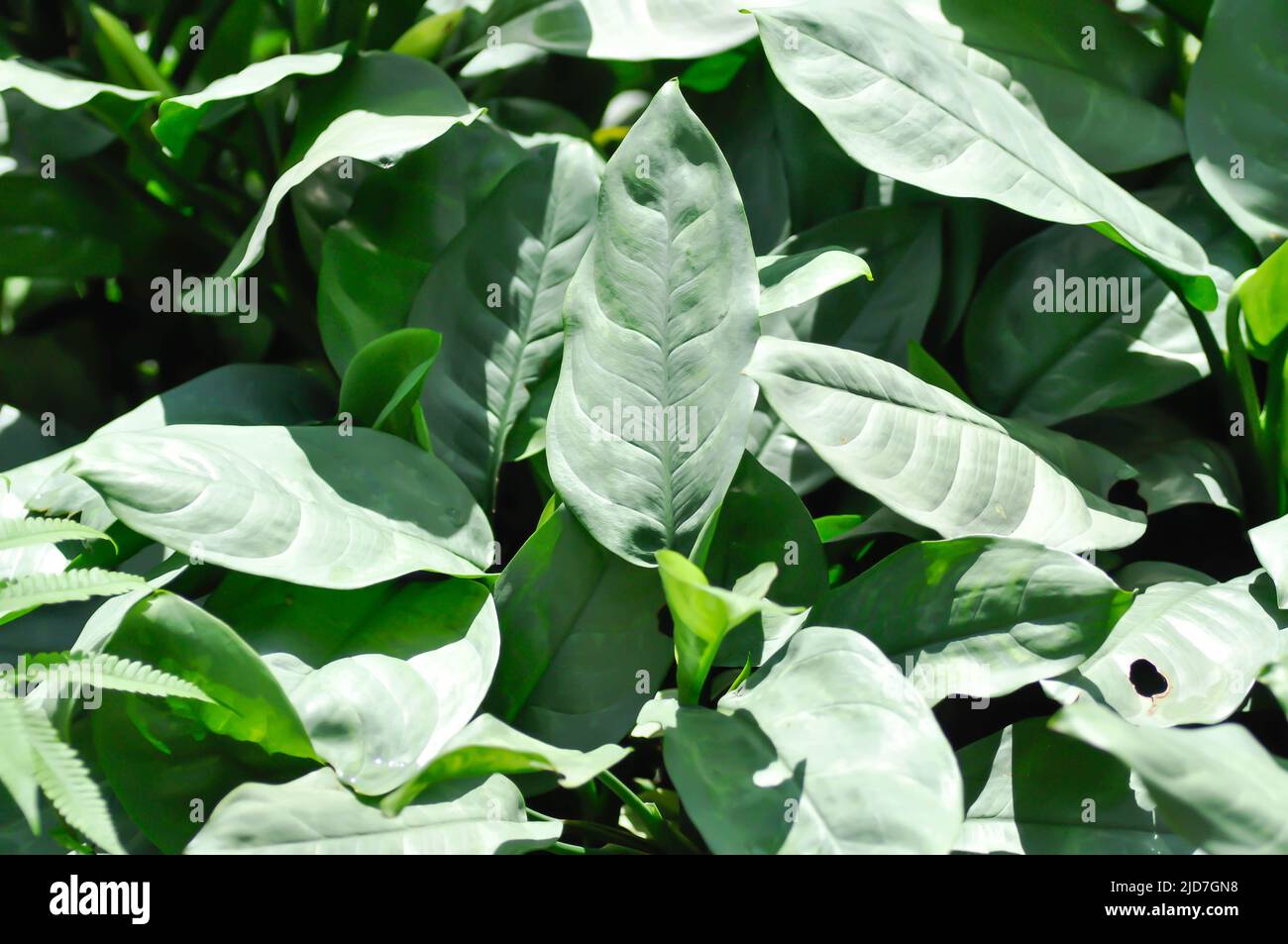 Aglaonema sp, Chinese Evergreen or ARACEAE or Aglaonema plant Stock ...