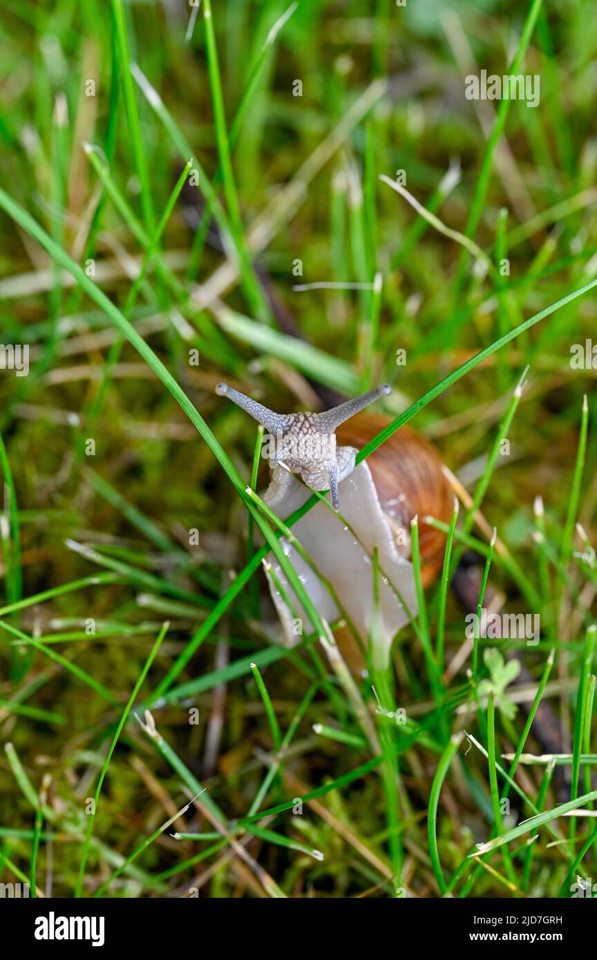 Snail with home on its back hi-res stock photography and images - Alamy