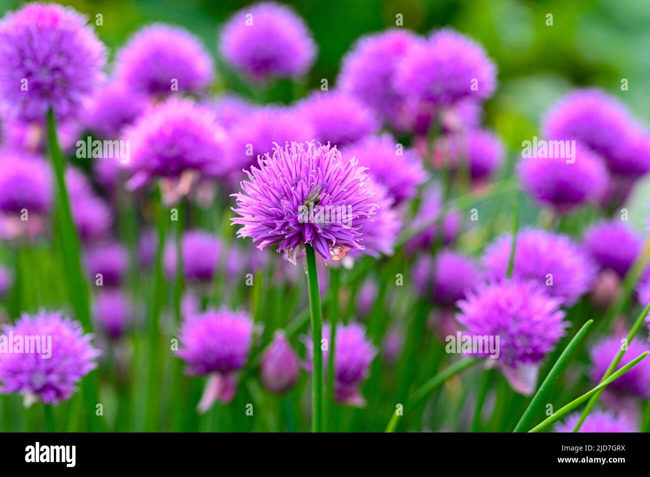 close up on purple chive flower with fly on Stock Photo - Alamy