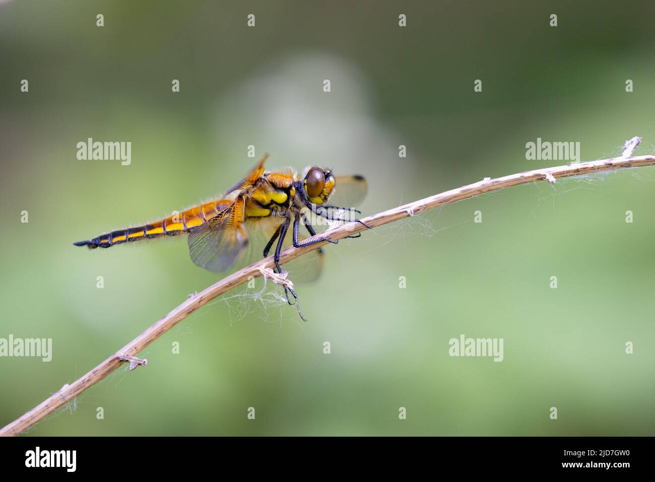 Four spotted chaser dragonfly [ Libellula quadrimaculata ] on twig/stem ...