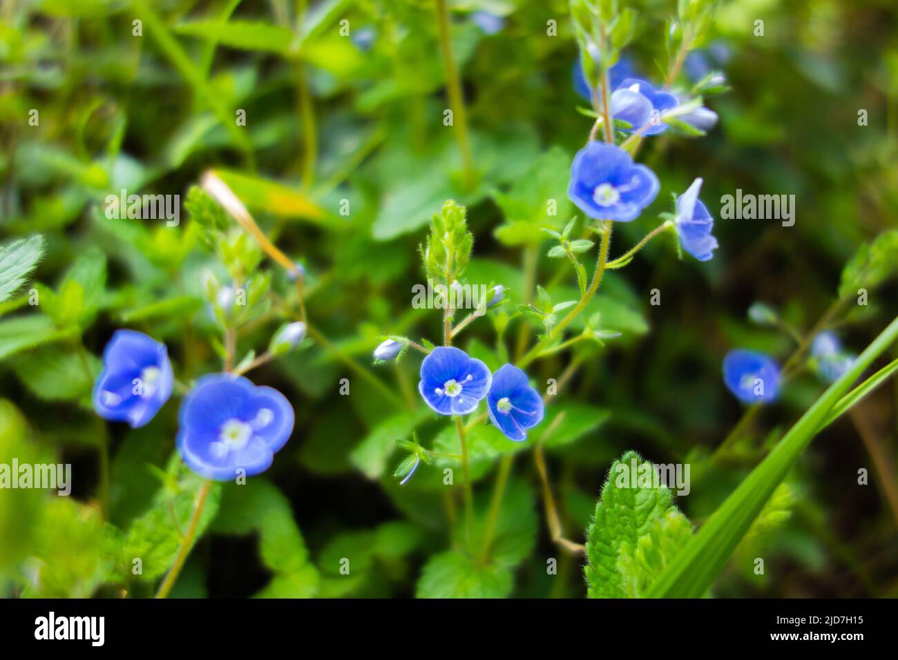 Germander Speedwell (Veronica chamaedrys) flowers isolated on a natural ...
