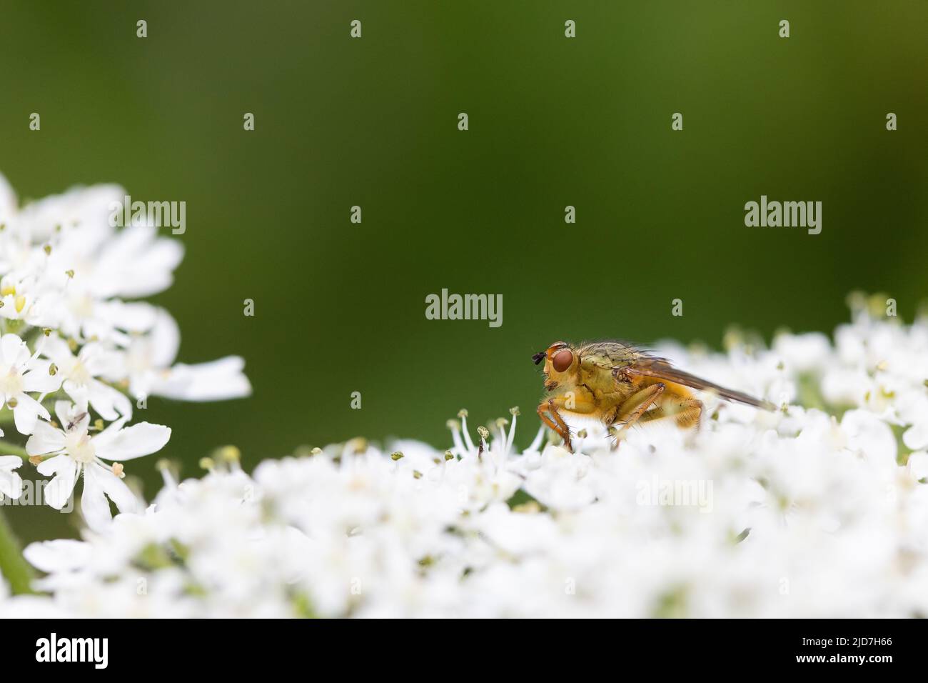 Yellow dung fly [ Scathophaga stercoraria ] on small white flowers ...