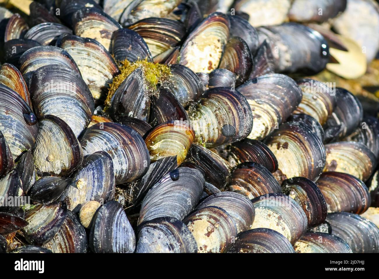 Group of mussels on beach hi-res stock photography and images - Alamy