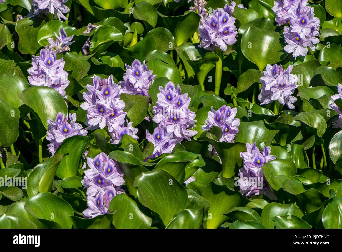 Common water hyacinth flowers in the pond closeup. Israel Stock Photo ...