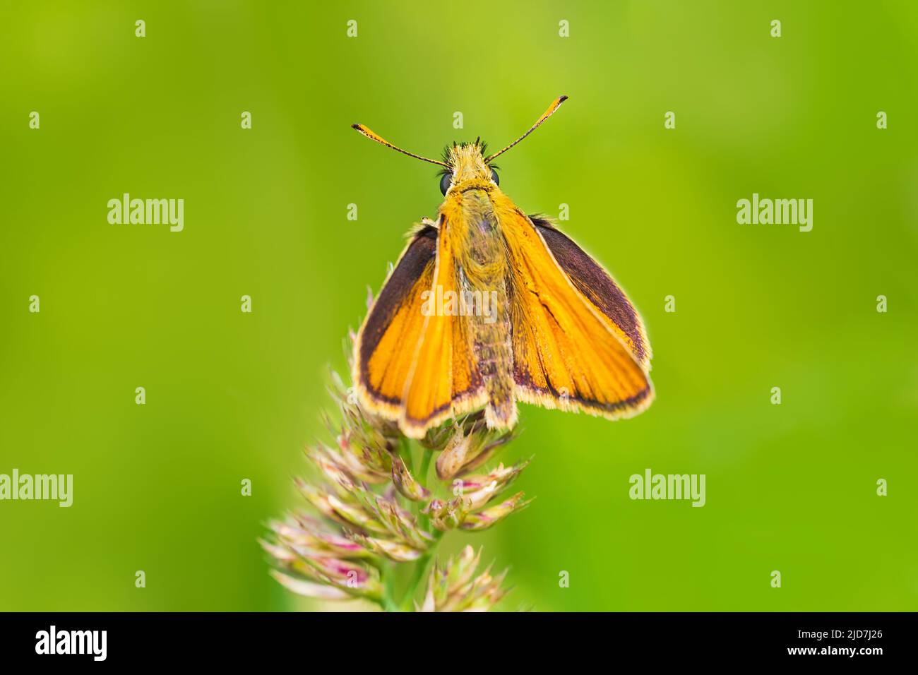 Top view to large skipper, ochlodes sylvanus butterfly sitting on grass ...