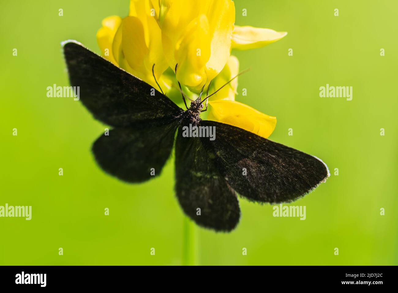 Chimney sweeper, odezia atrata butterfly insect sitting on flower ...