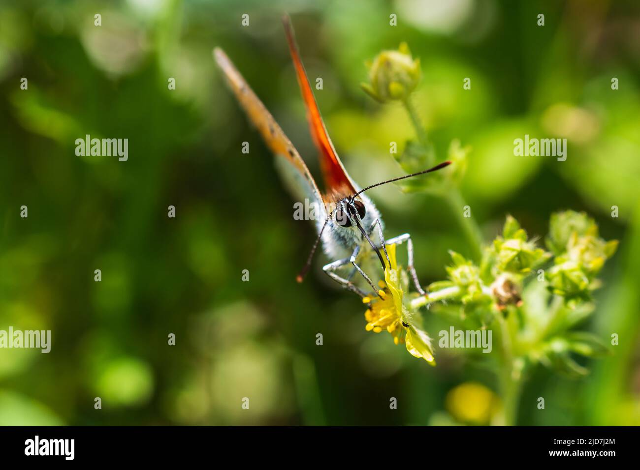 Large copper, lycaena dispar insect butterfly sitting on blossom from ...