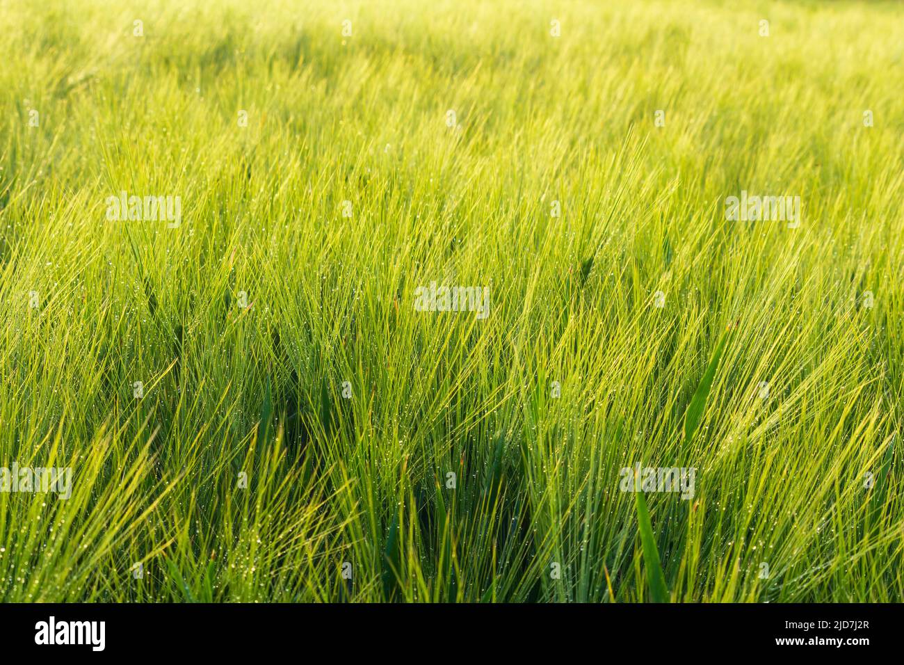 Green young barley agriculture field texture background with water ...