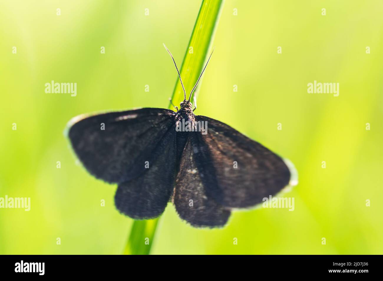 Chimney sweeper, odezia atrata butterfly insect sitting on grass stem ...