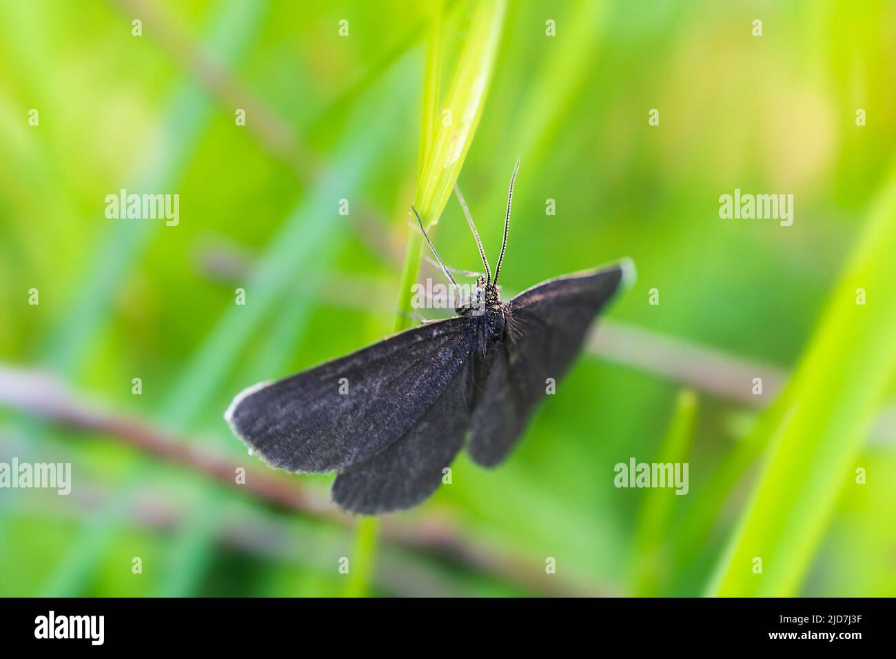Chimney sweeper, odezia atrata butterfly insect sitting on grass stem ...