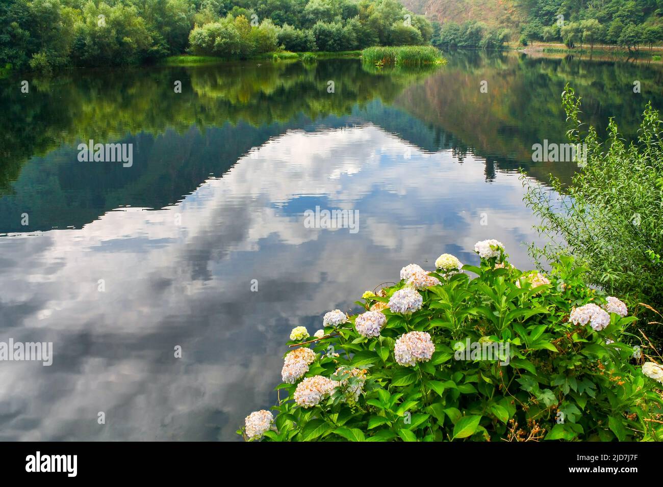 Hydrangea flowers by the lake with reflections of the sky and clouds in ...