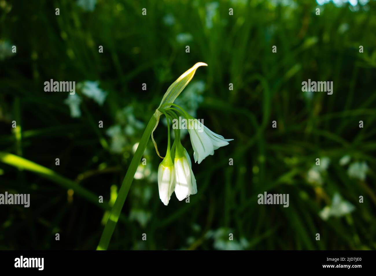 multiple flowers of wild garlic (Allium ursinum) in the spring sunshine ...