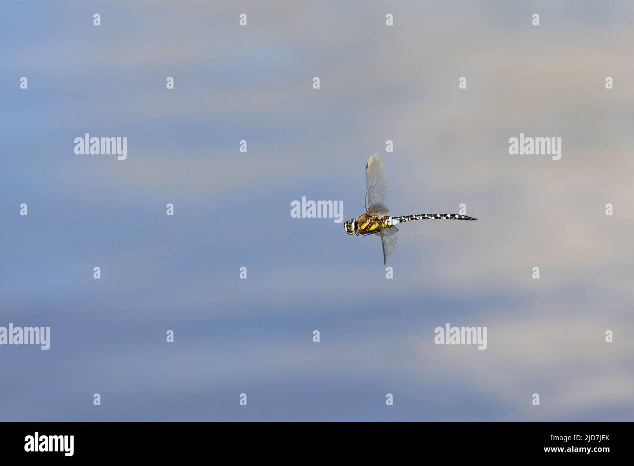 Dragonfly flying over pond hi-res stock photography and images - Alamy