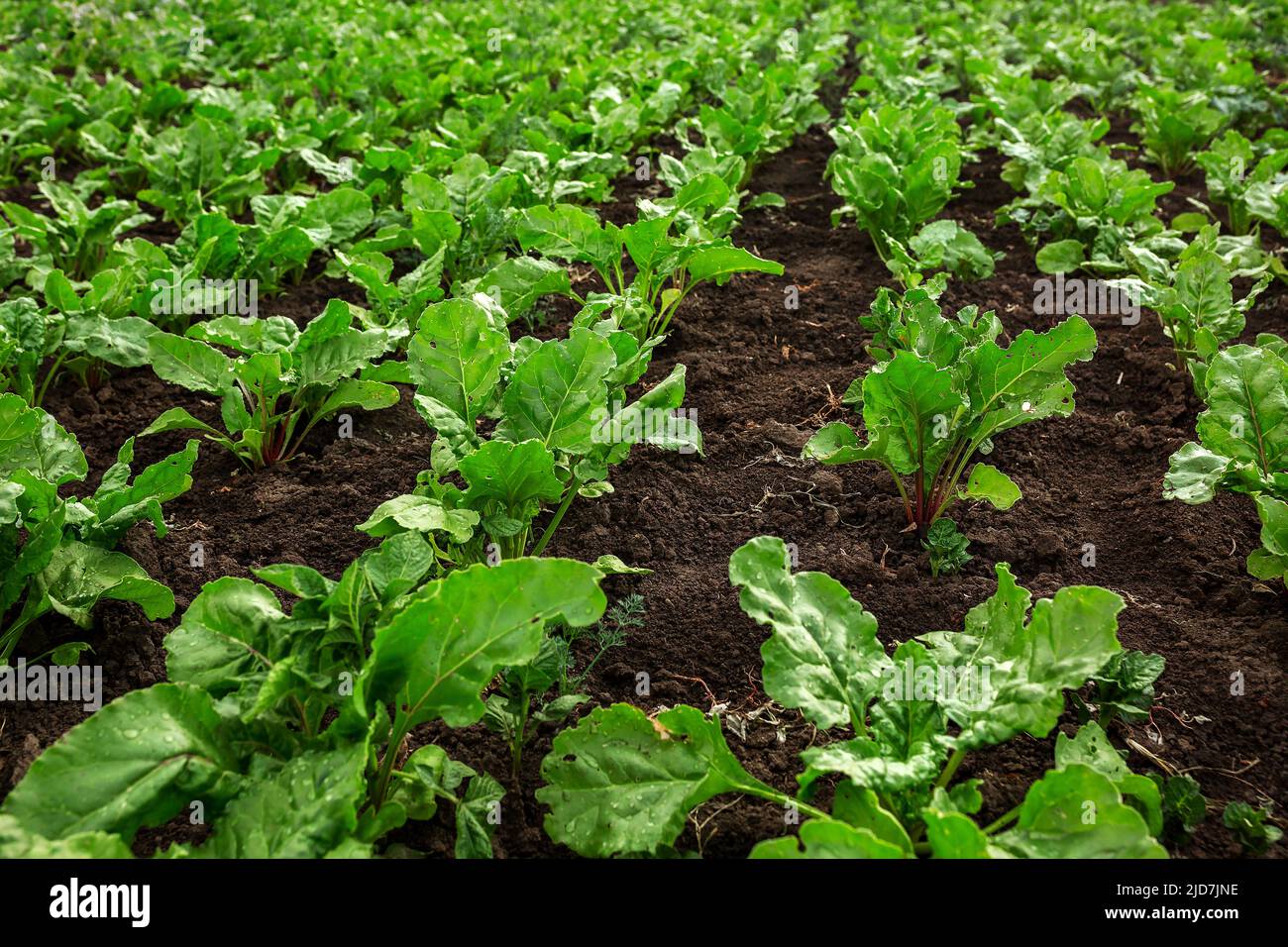 Garden beetroot seedlings hi-res stock photography and images - Alamy