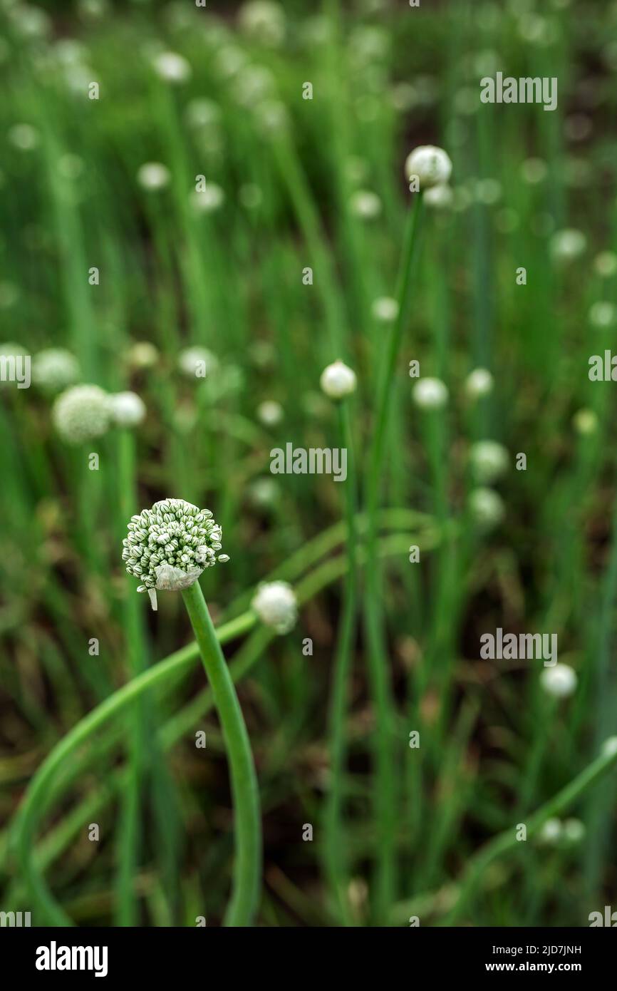 Onion pipes are green. Vegetable garden, agriculture, rural, business ...