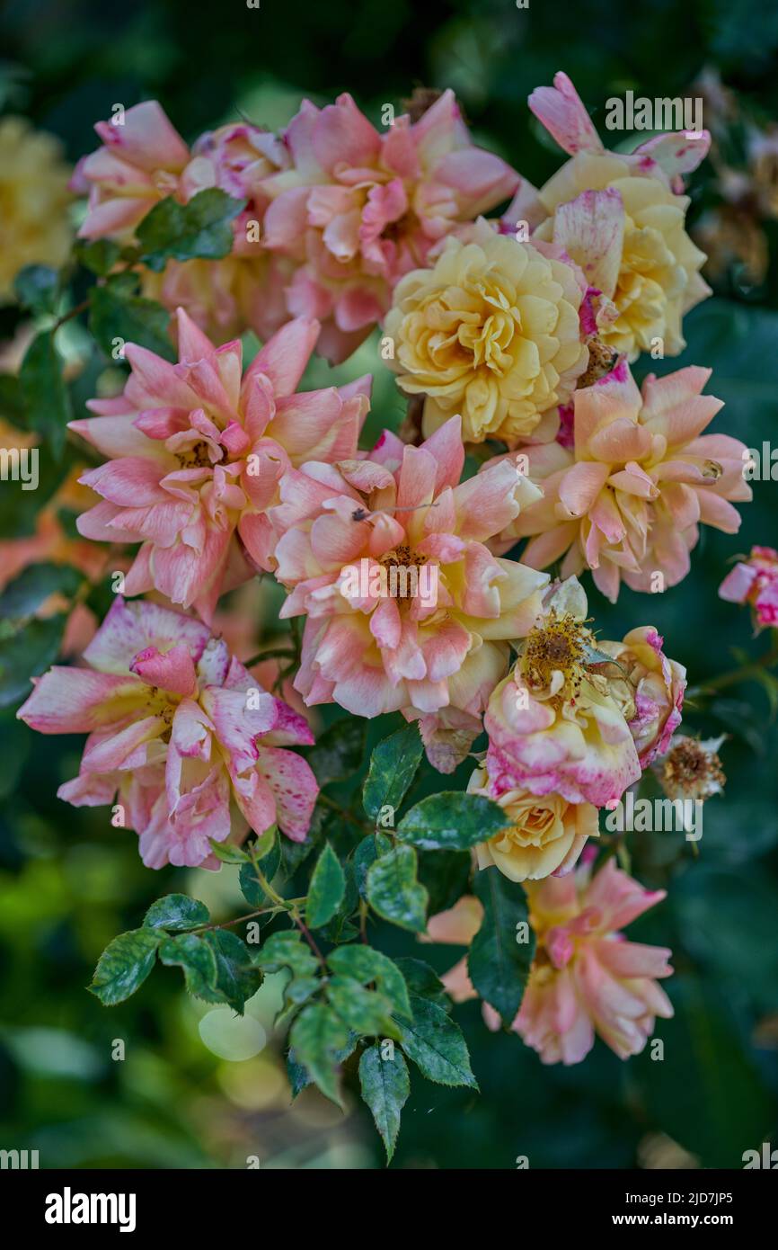 Cluster of multicolor roses slightly withering Stock Photo - Alamy