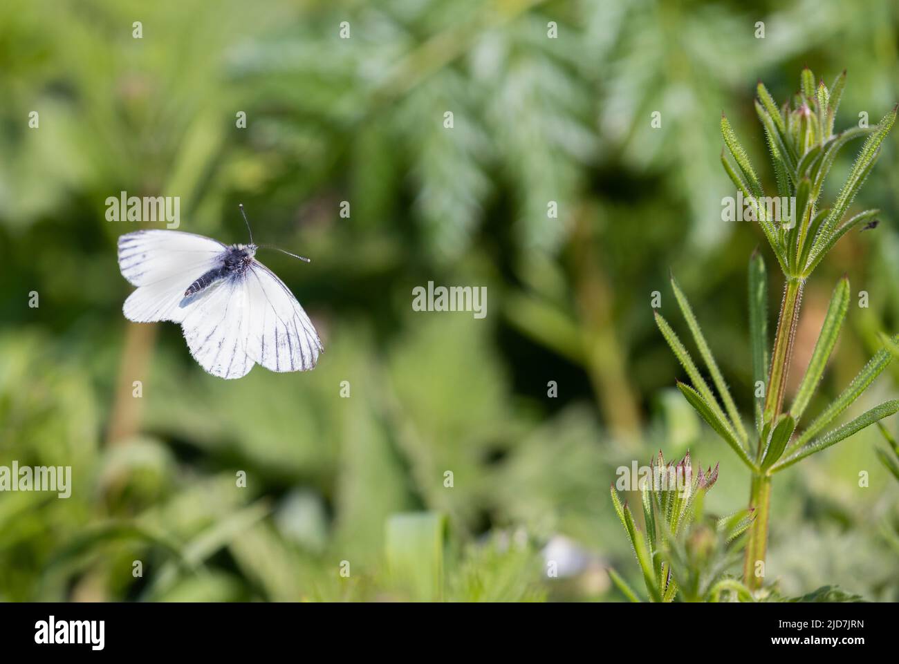 Butterfly in flight hi-res stock photography and images - Alamy