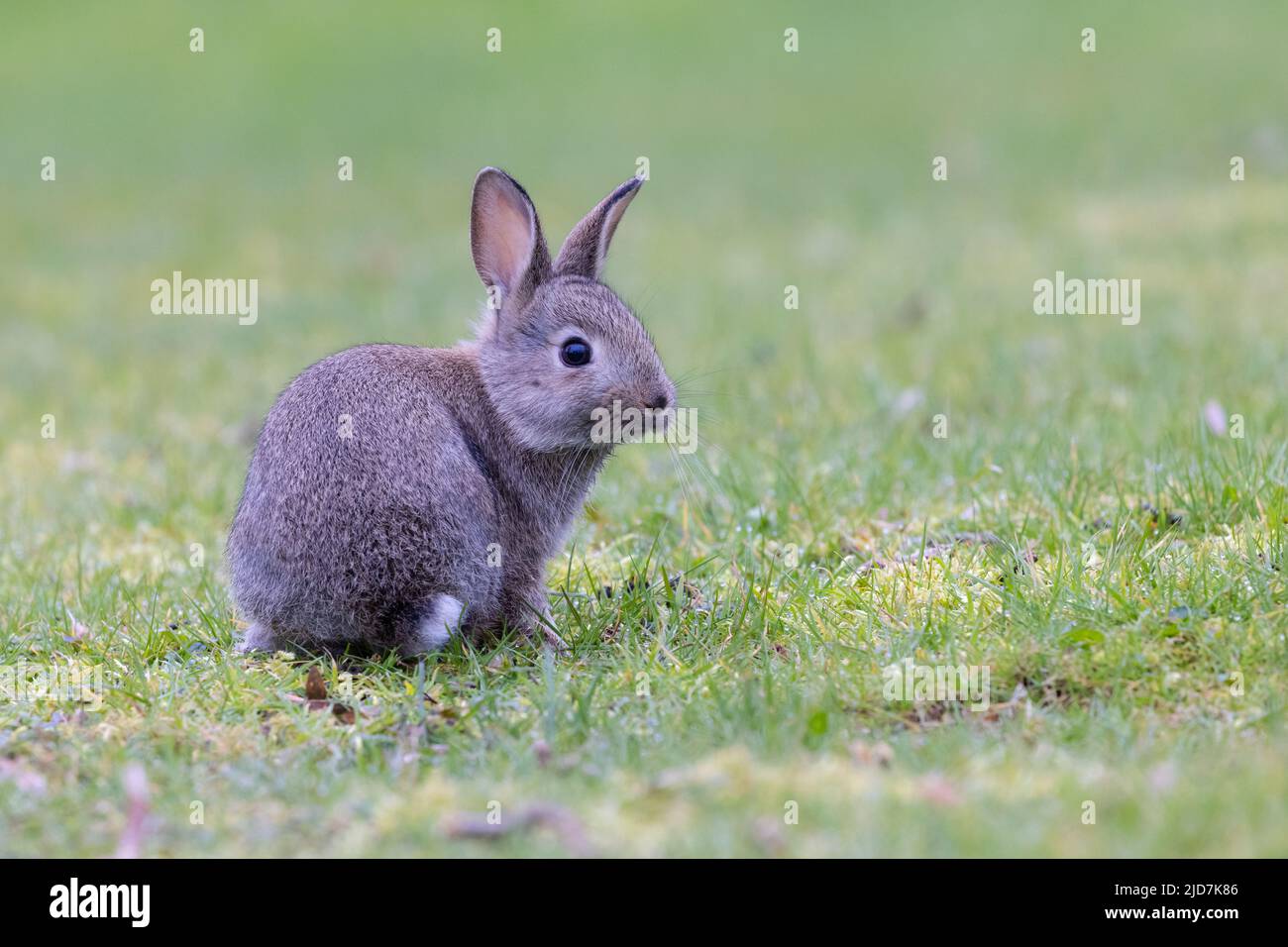 Rabbit on lawn hi-res stock photography and images - Alamy