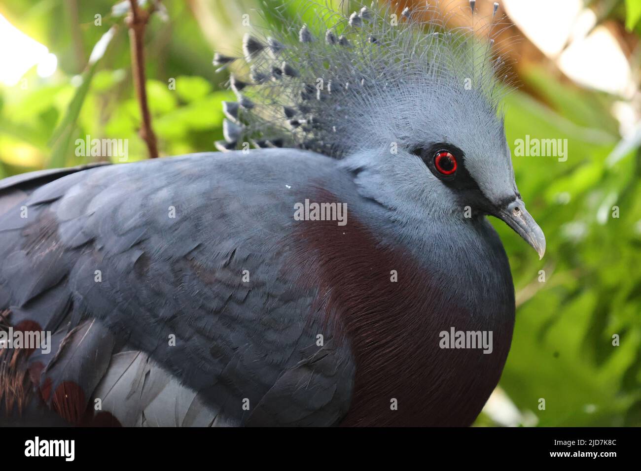 Victoria crowned pidgeon on a blurred background, high-quality zoom ...