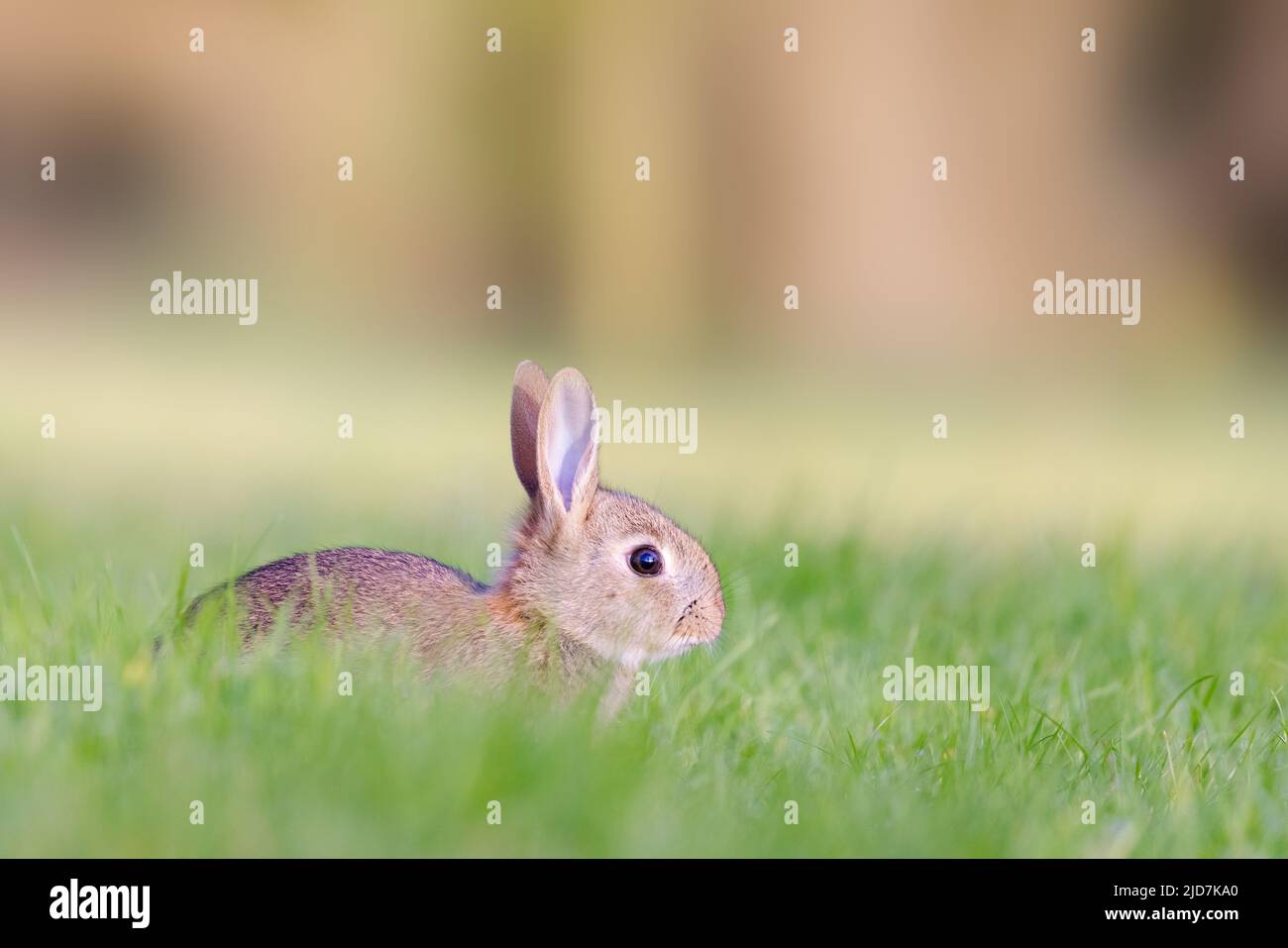 Young rabbit [ Oryctolagus cuniculus ] on lawn in golden morning light ...