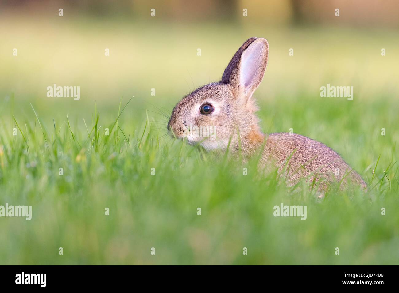 Rabbit uk lawn hi-res stock photography and images - Alamy