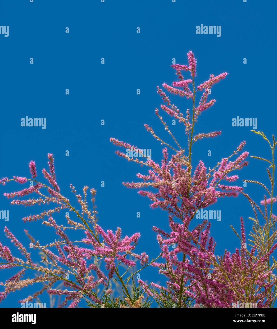 Tamarix plant with pink flowers. Close-up. Selective focus. Natural ...