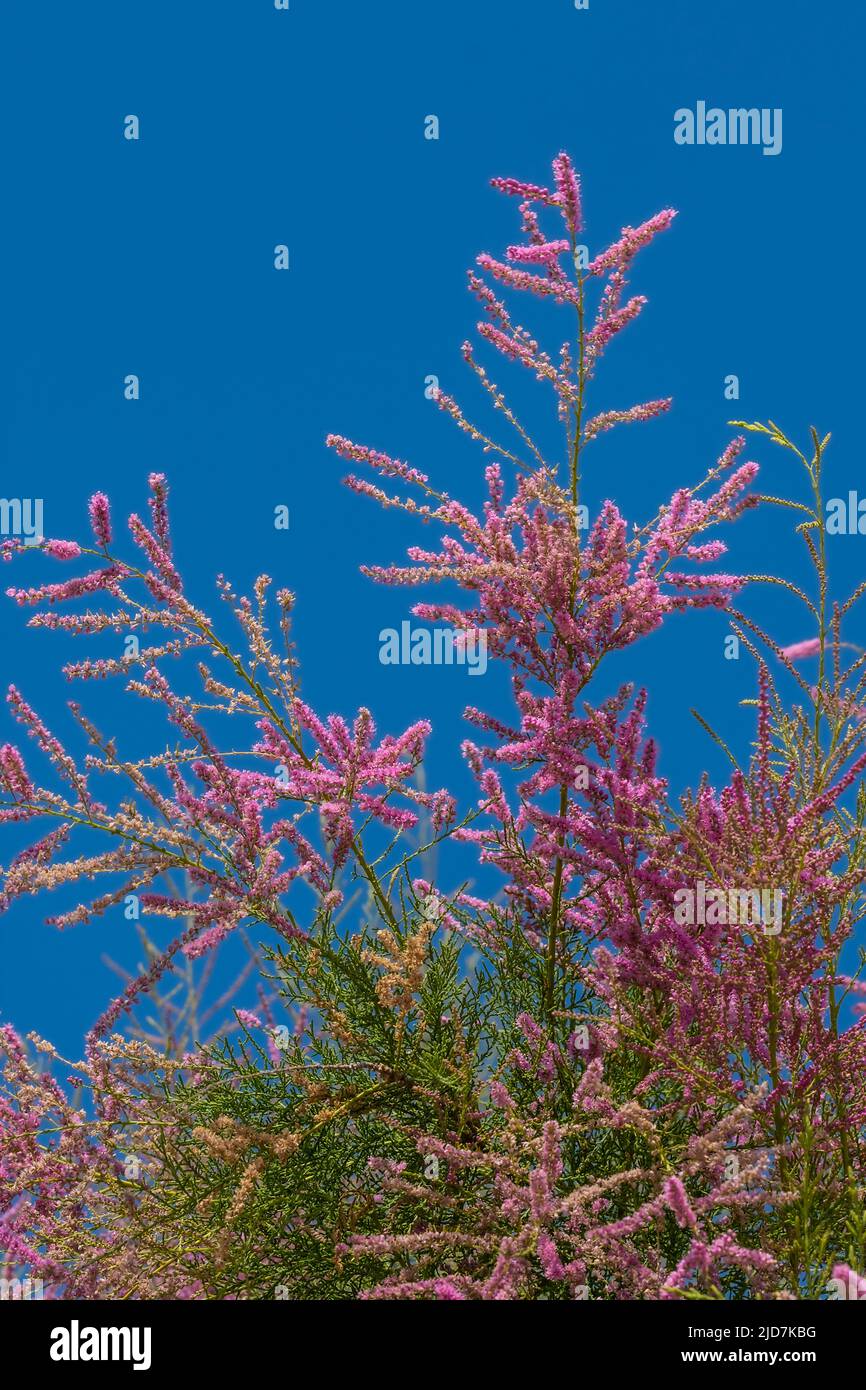 Tamarix plant with pink flowers. Close-up. Selective focus. Natural ...