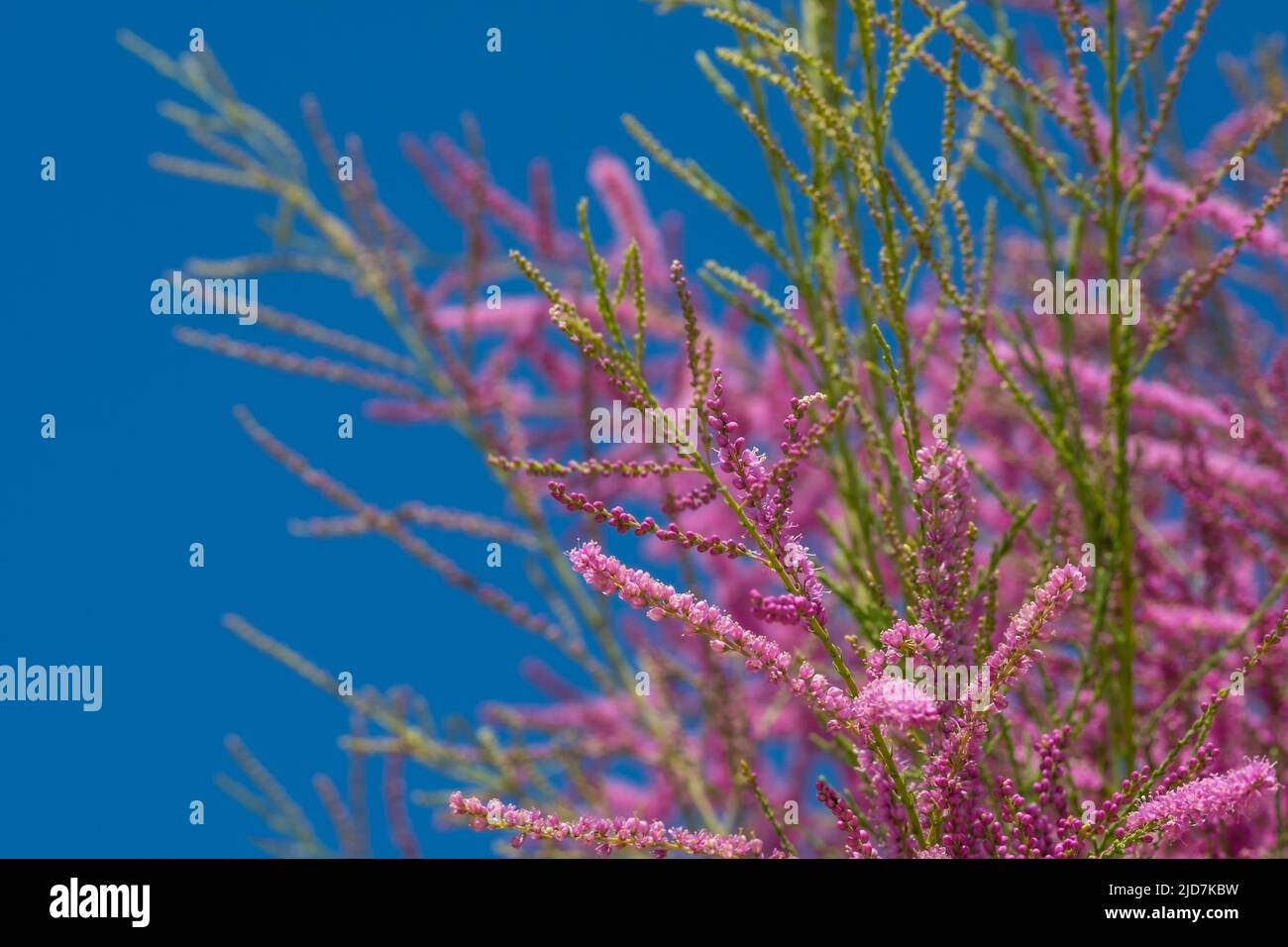 Tamarix plant with pink flowers. Close-up. Selective focus. Natural ...