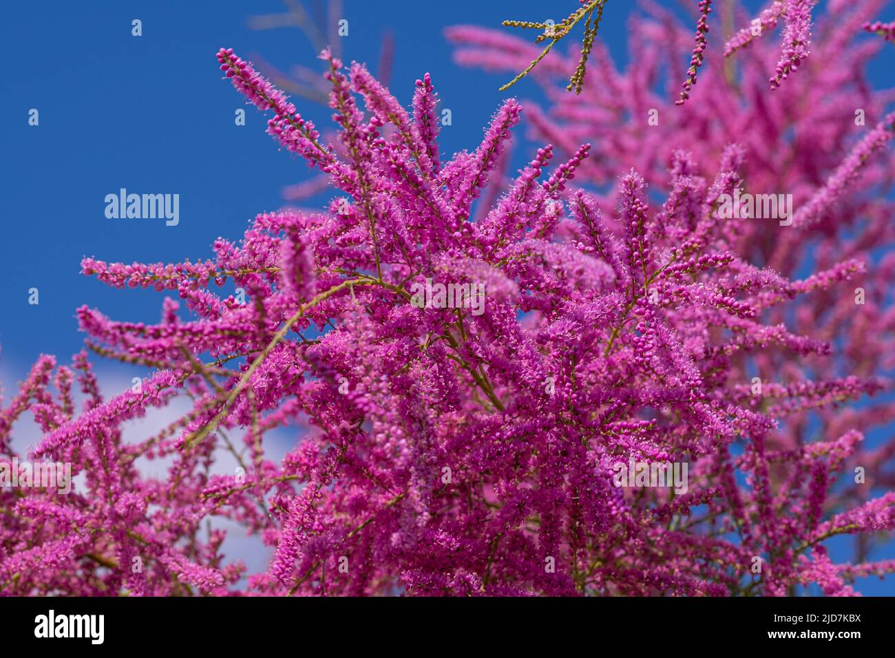 Tamarix plant with pink flowers. Close-up. Selective focus. Natural ...