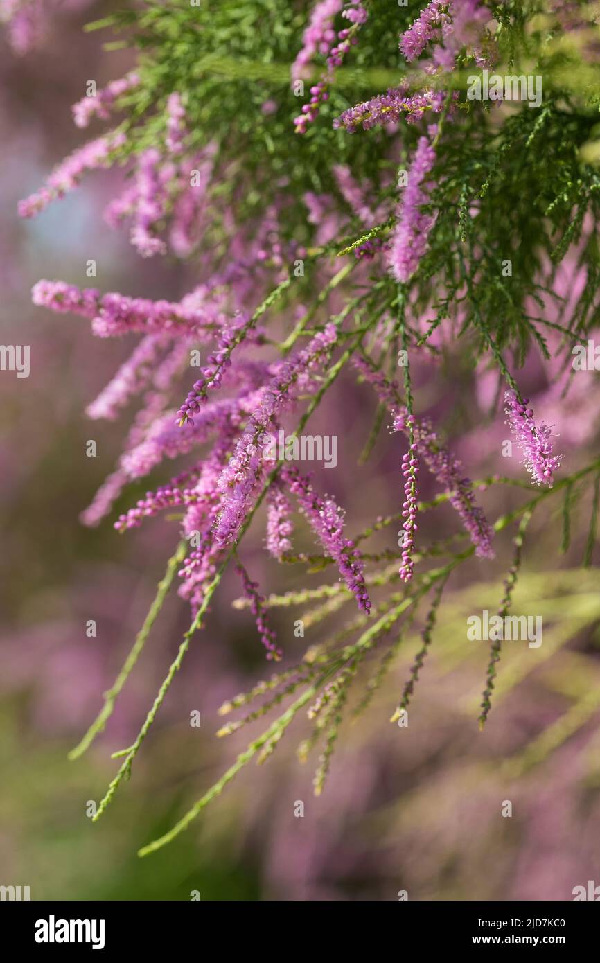 Tamarix plant with pink flowers. Close-up. Selective focus. Natural ...