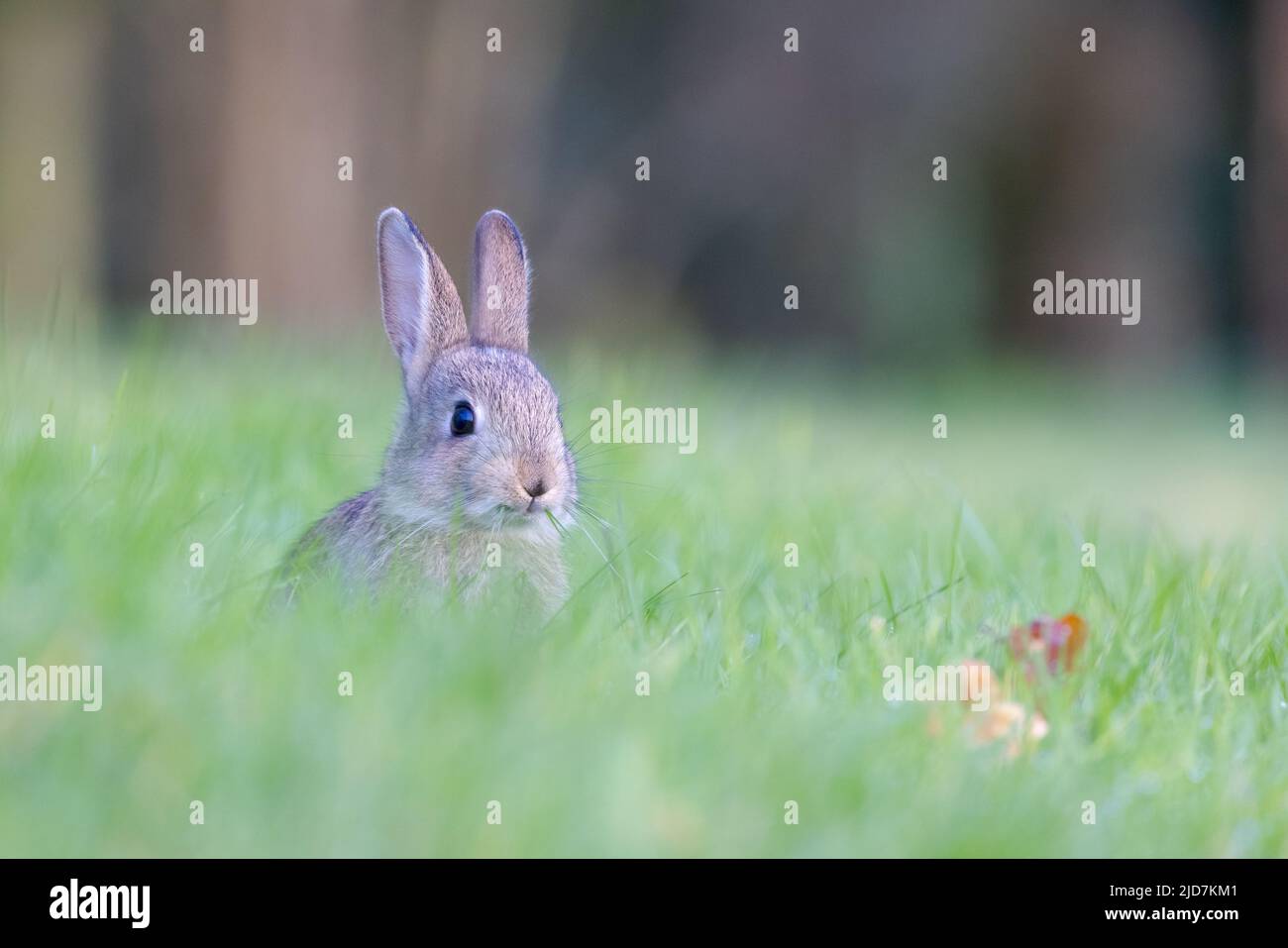 Rabbit feeding uk hi-res stock photography and images - Alamy