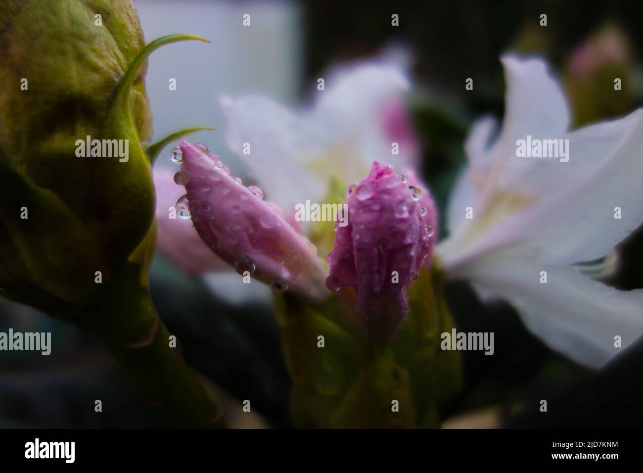 pale pink buds and white flowers covered in dew on a natural dark green ...
