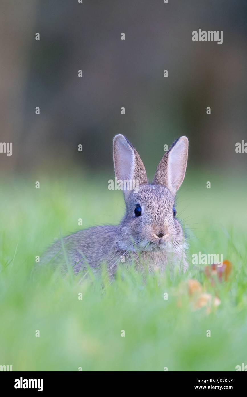 Young rabbit [ Oryctolagus cuniculus ] feeding on grass Stock Photo - Alamy