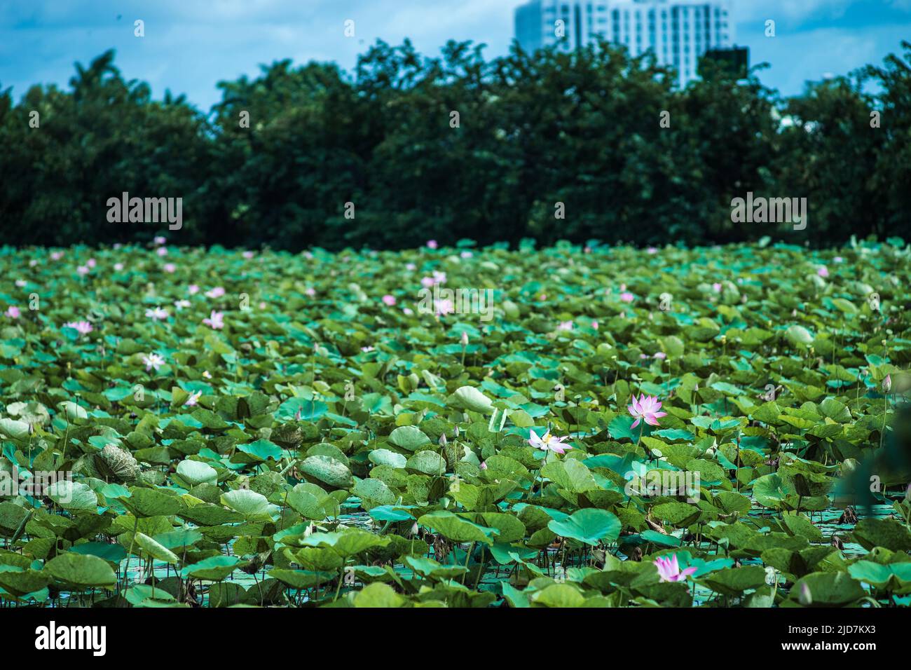 The lotus blooms in the morning in the swamp Stock Photo - Alamy