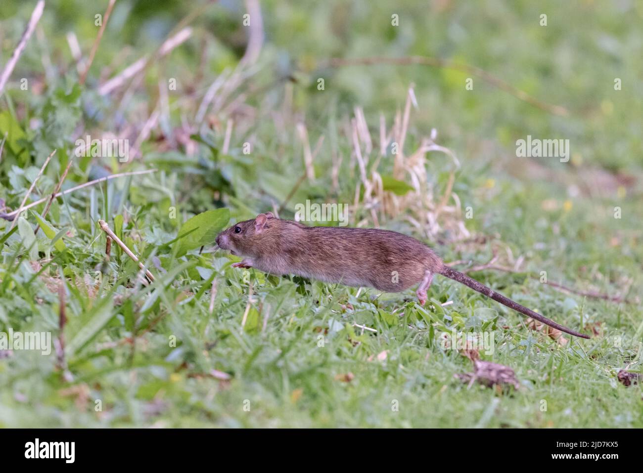 Rat running hi-res stock photography and images - Alamy