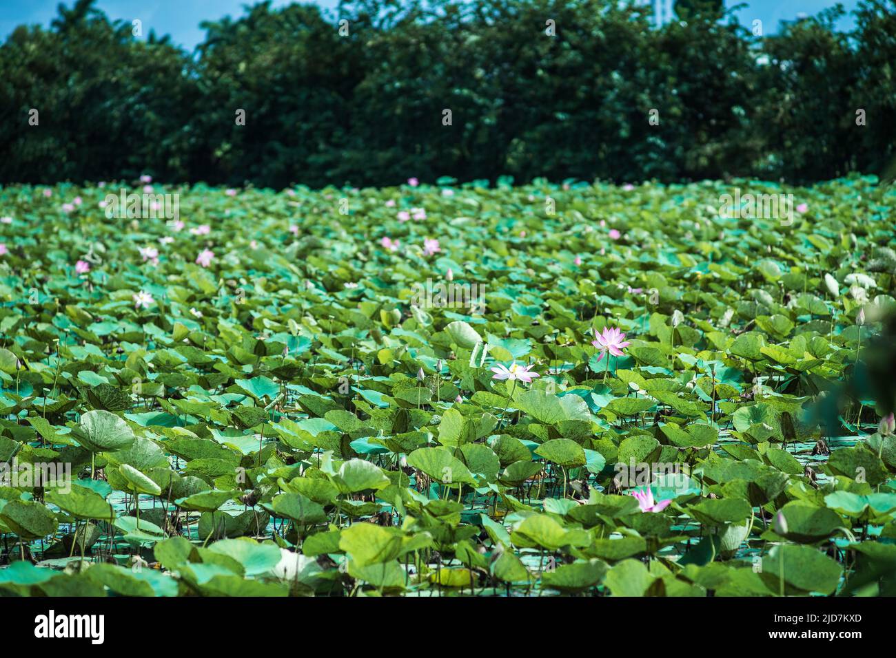 The lotus blooms in the morning in the swamp Stock Photo - Alamy