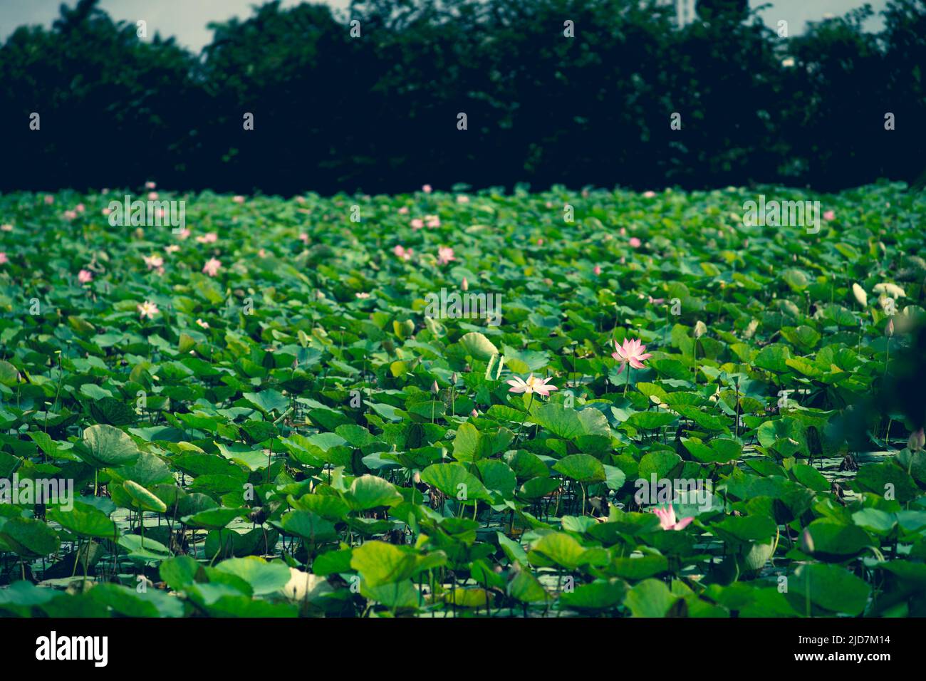 The lotus blooms in the morning in the swamp Stock Photo - Alamy