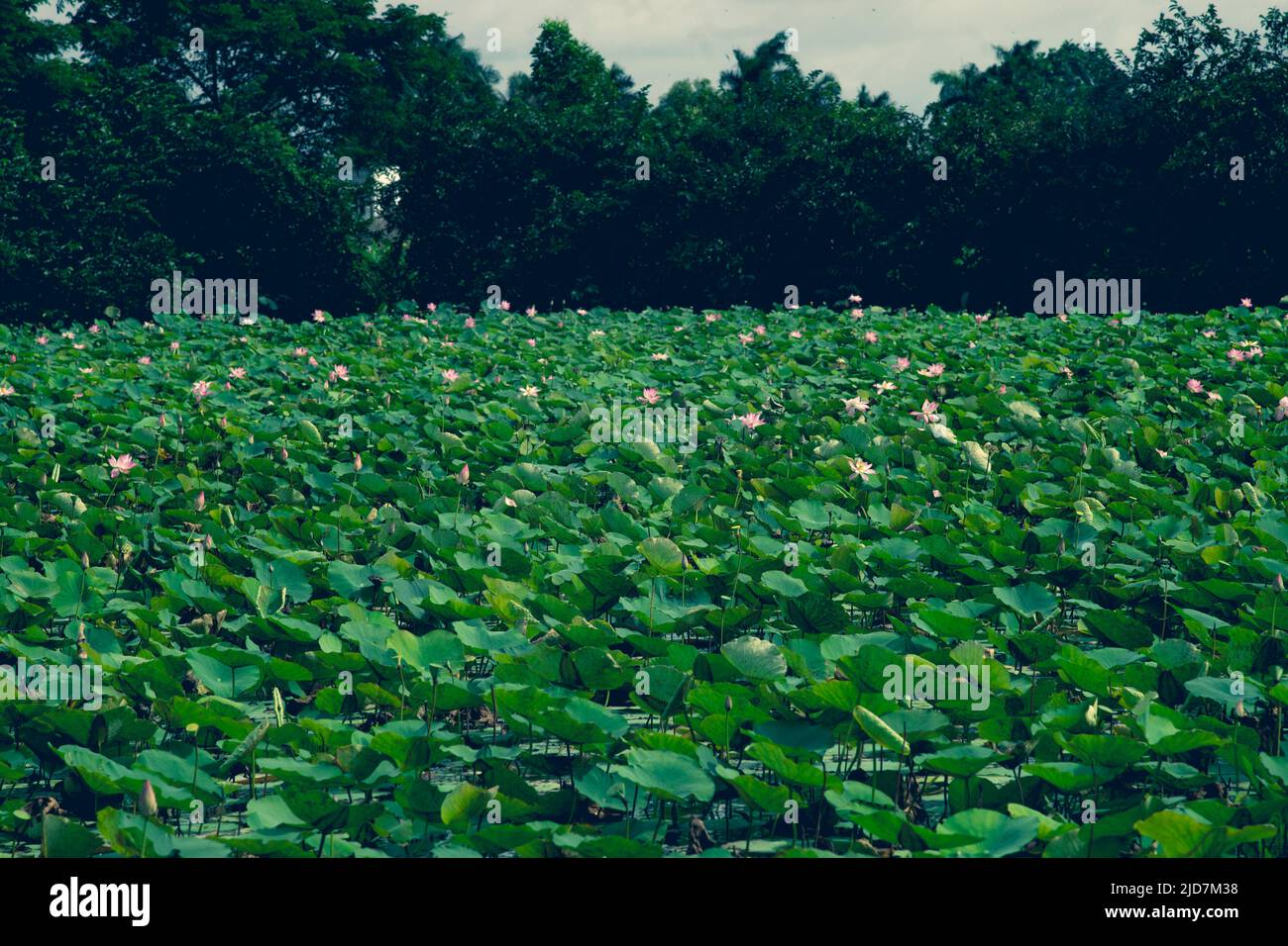 The lotus blooms in the morning in the swamp Stock Photo - Alamy