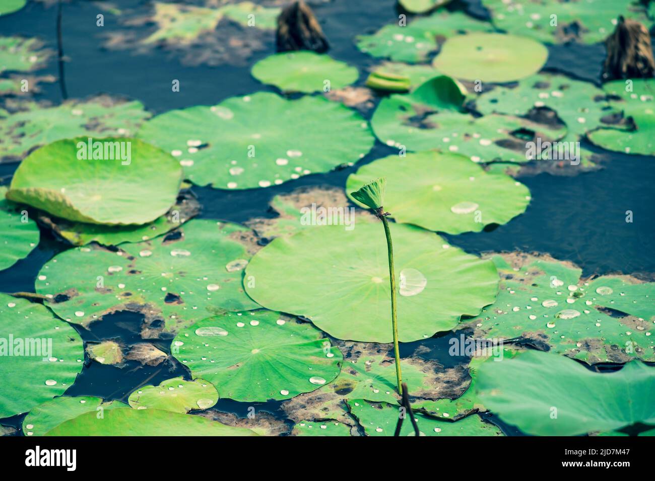 The lotus blooms in the morning in the swamp Stock Photo - Alamy