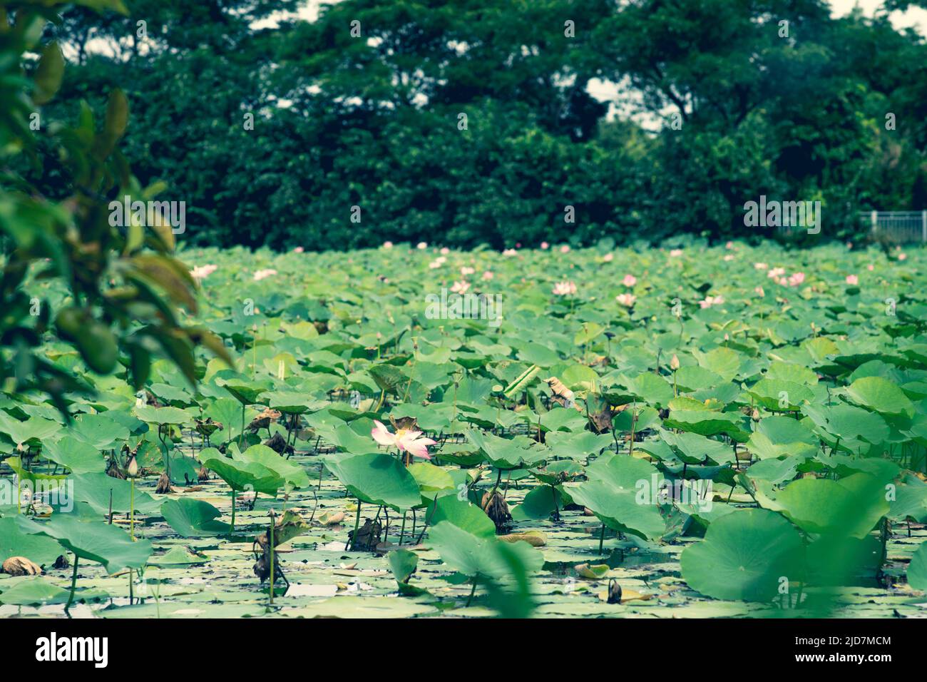 The lotus blooms in the morning in the swamp Stock Photo - Alamy
