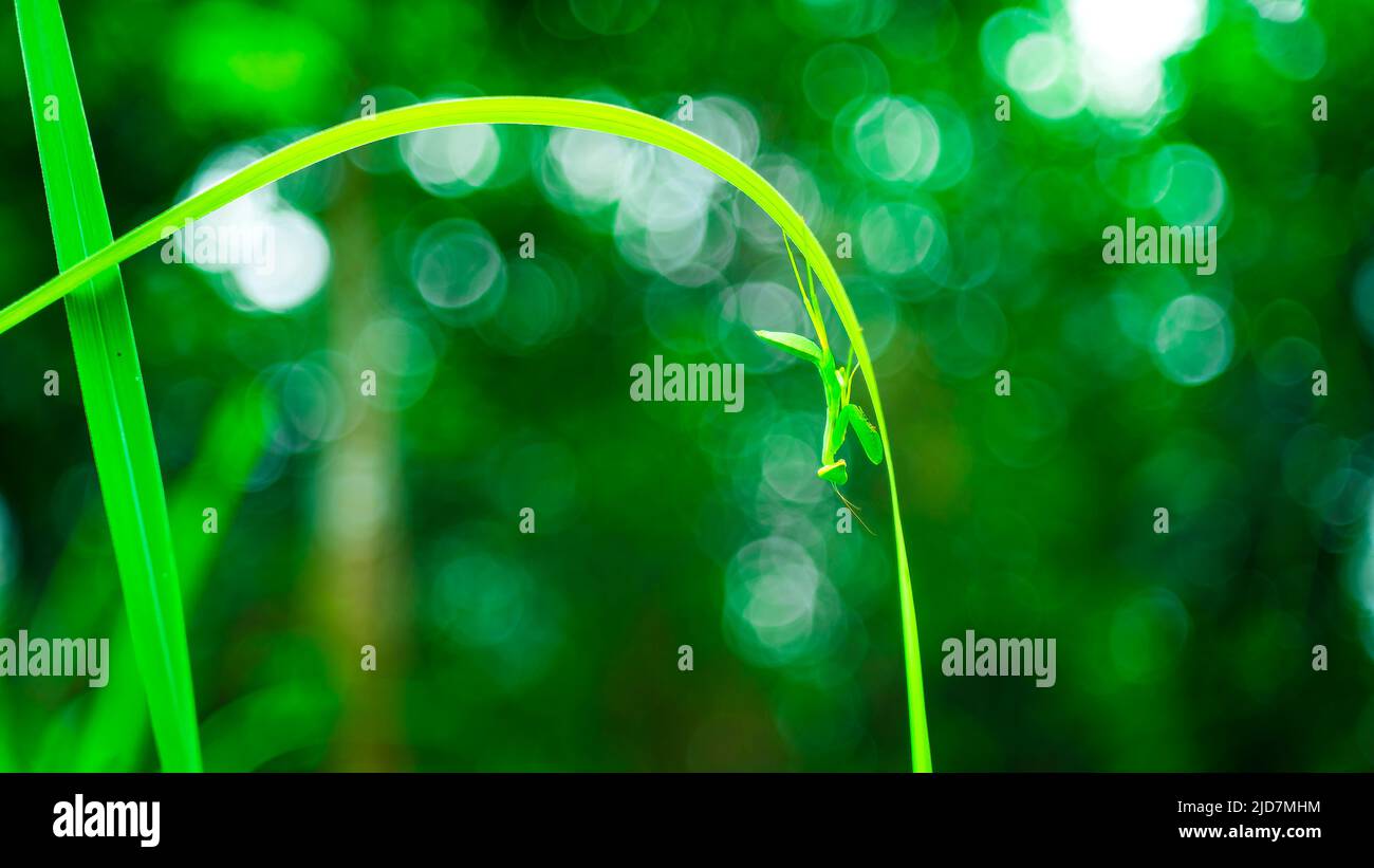 Insects fly everywhere in the tropical jungle of south vietnam Stock ...