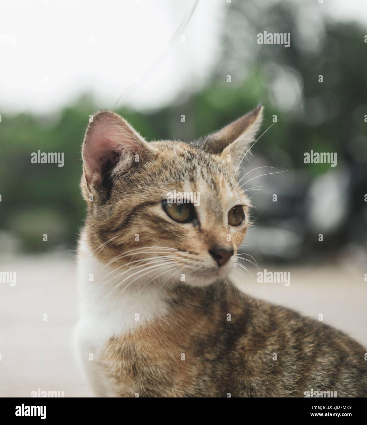 The animals look so cute Stock Photo - Alamy