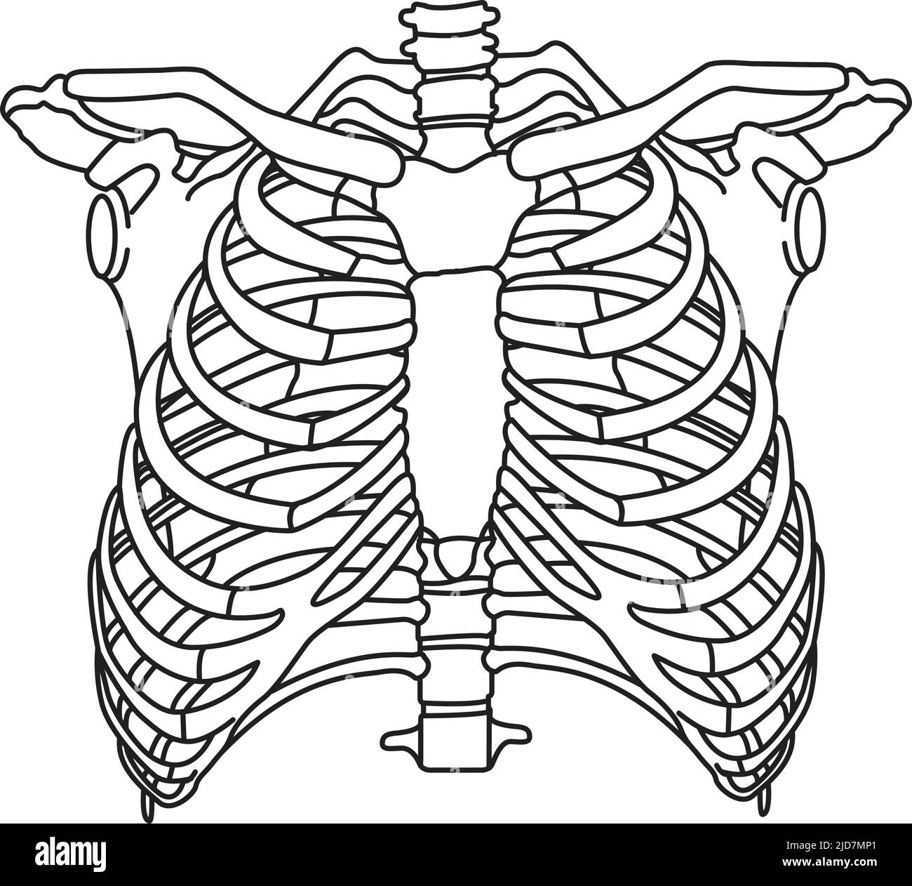human Ribcage Skeleton on white background. breast bone Stock Vector ...