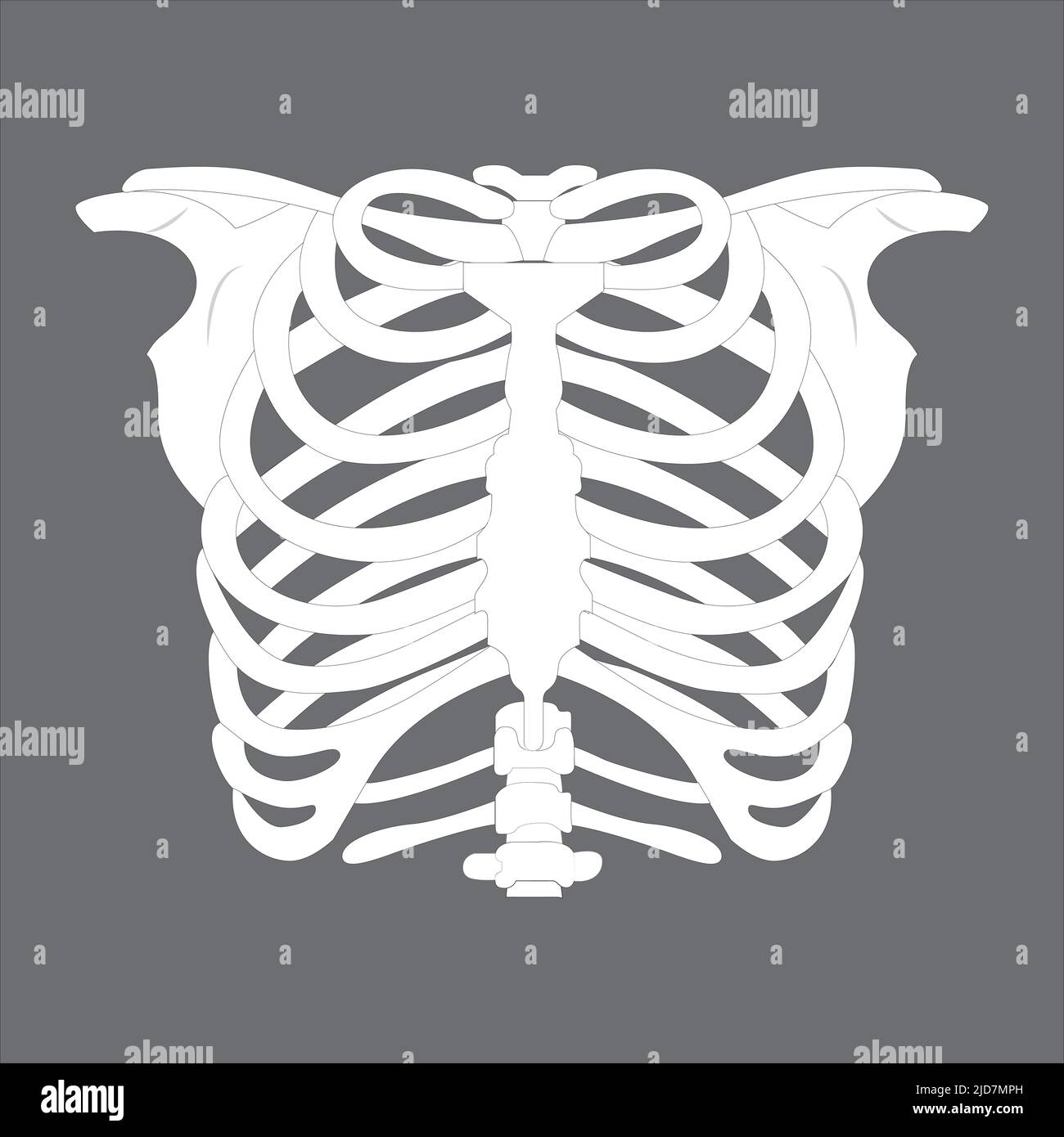 Anatomy of human rib. Illustration from vector about science and ...