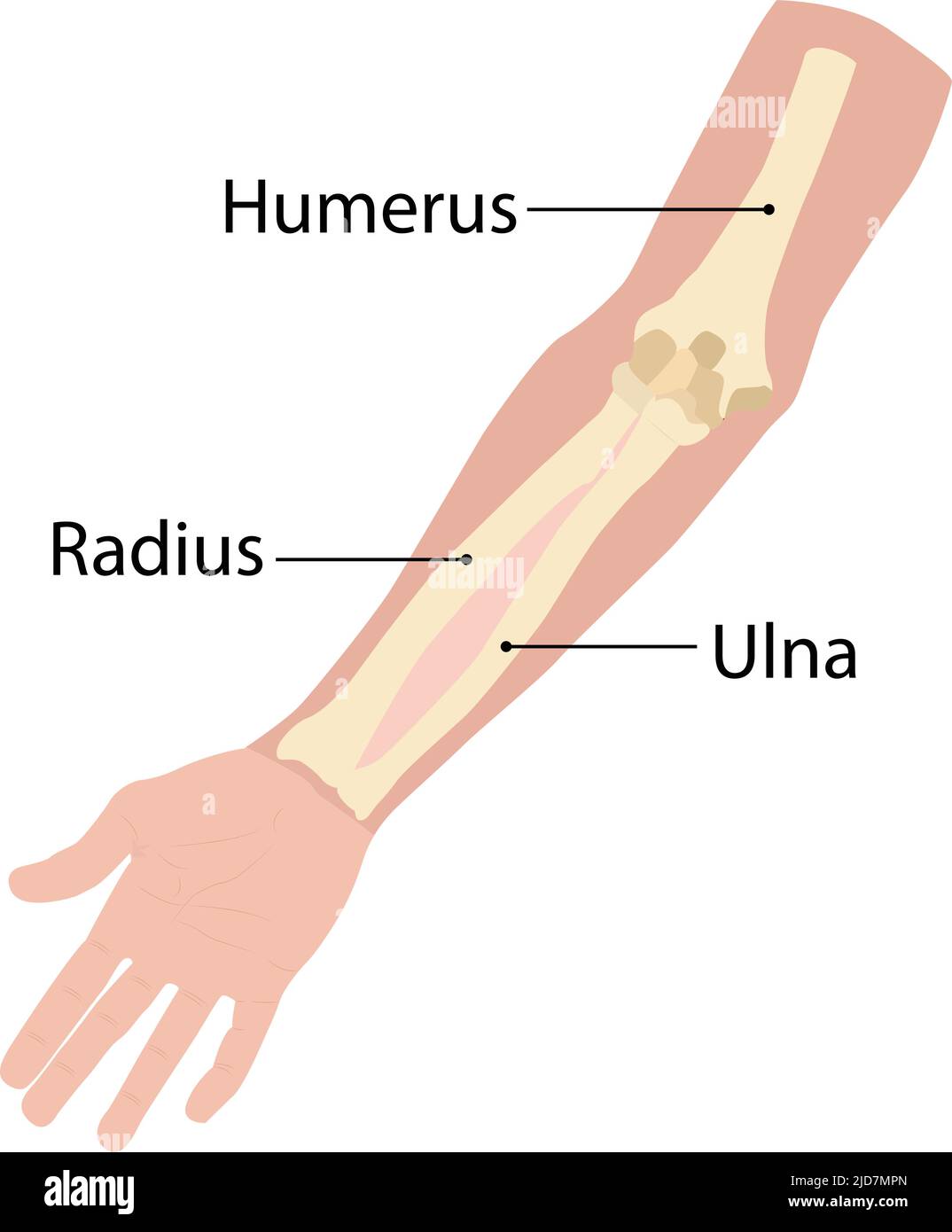 Anatomy of arm Stock Vector Images - Alamy