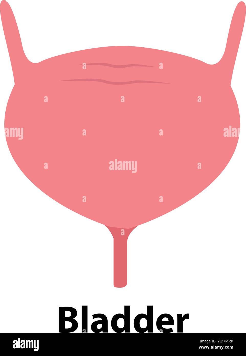 human internal organ bladder. Bladder flush icon. Isolated vector sign ...