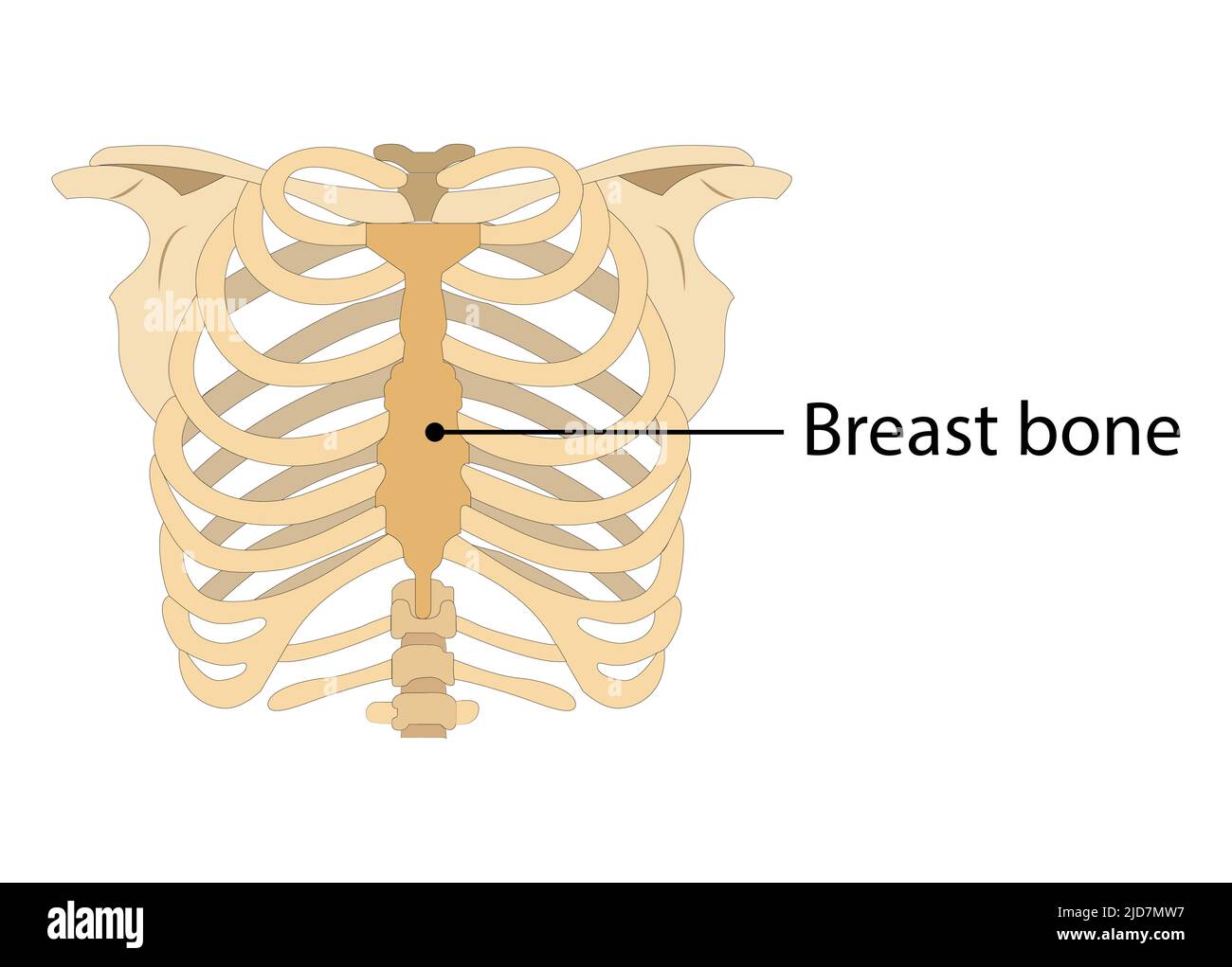 human Ribcage Skeleton on white background. breast bone Stock Vector ...